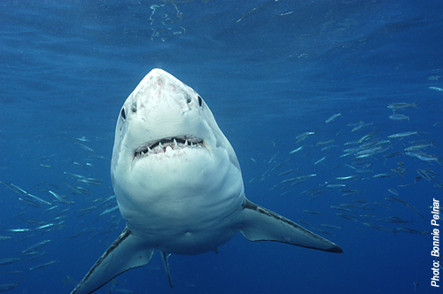 Fenomena: Jerung Putih Berbahaya Di Dunia