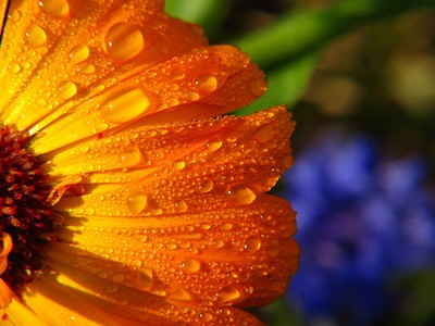 Il mondo in un giardino: Il fiore del sole e delle lacrime