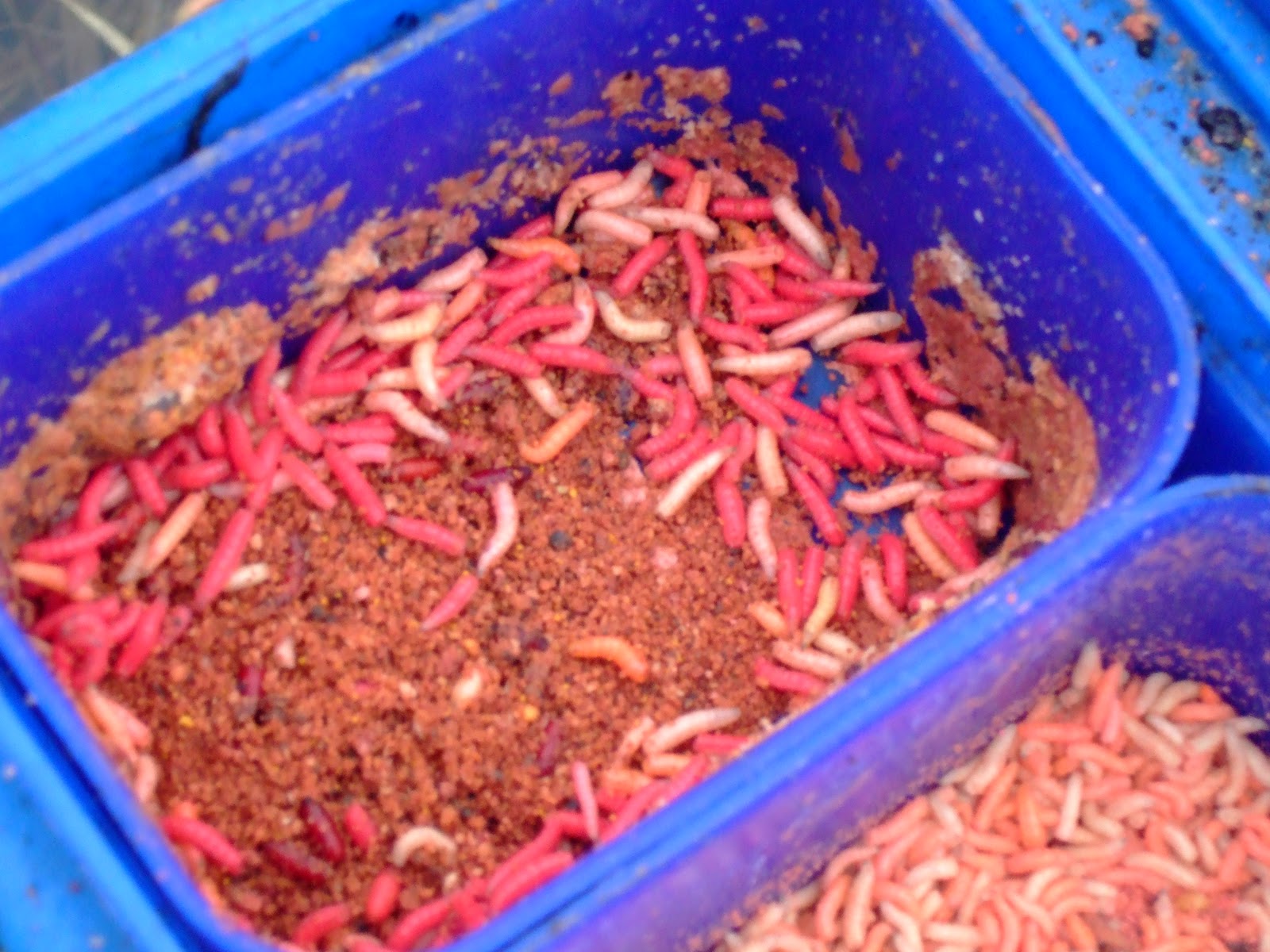 River Ancholme Fishing Community Brigg: Bait box