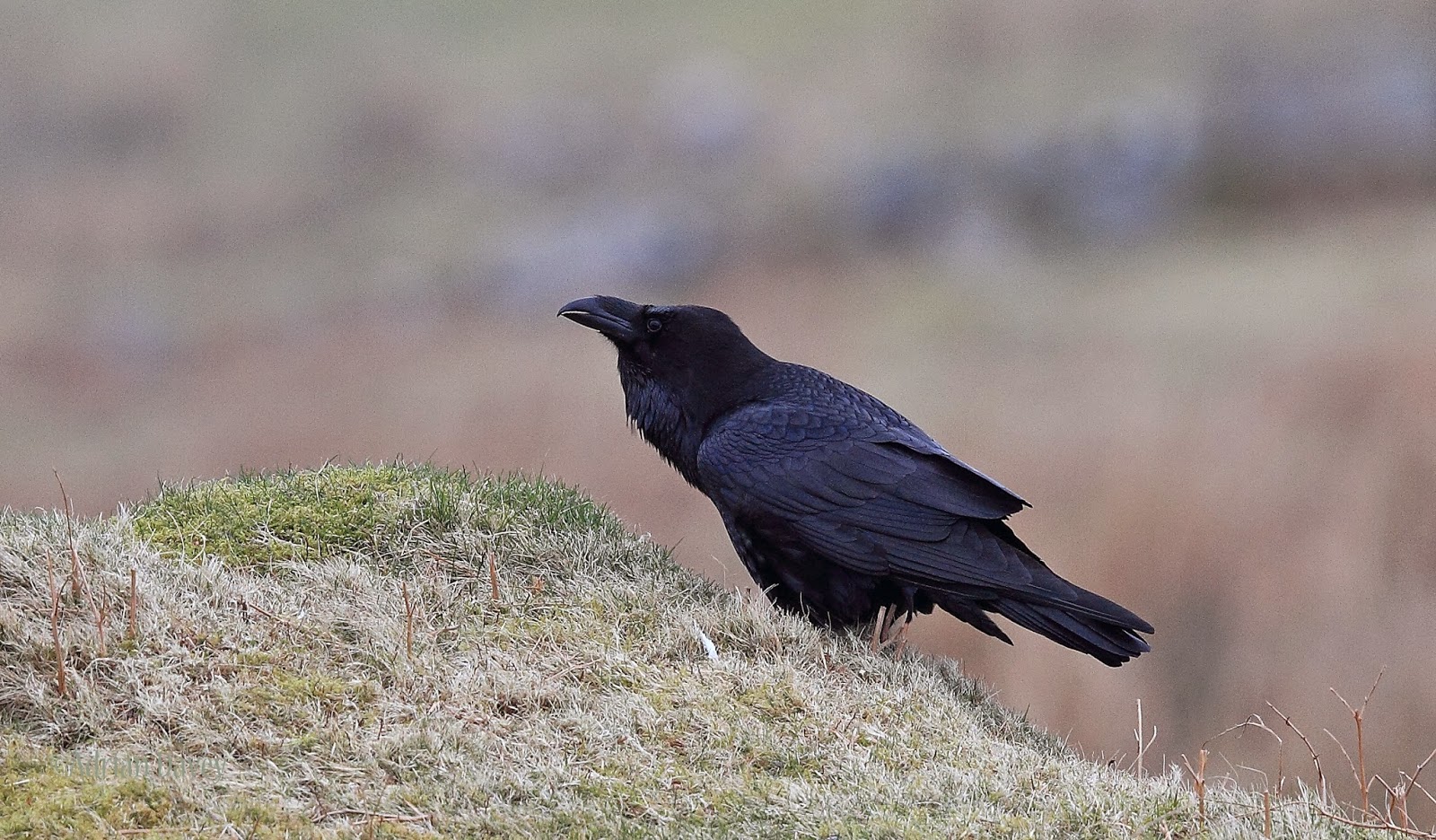 Adrian Davey Wildlife Photography Diary: Ravens