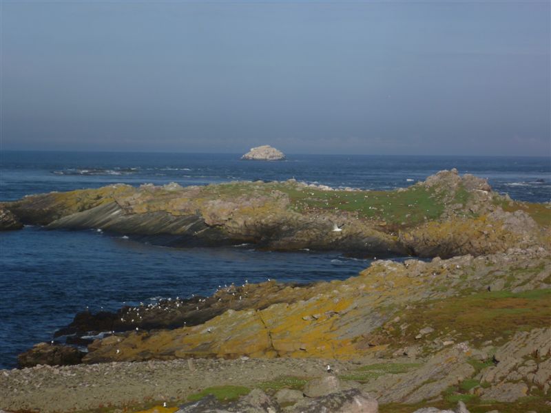 Guernsey Gulls: Burhou, Alderney