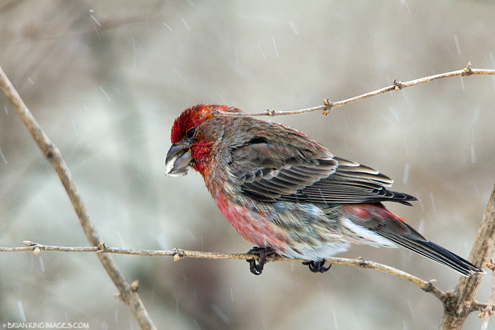Brian King Images: Snow Birds...Finches In The House