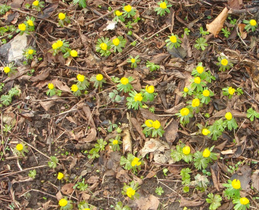 Idas Have: Must have... erantis!