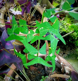 Tanam Sendiri Pokok Daun Rama-Rama @ Rerama - BinMuhammad