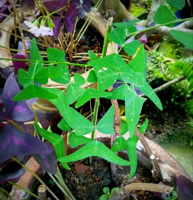 Tanam Sendiri Pokok Daun Rama-Rama @ Rerama - BinMuhammad