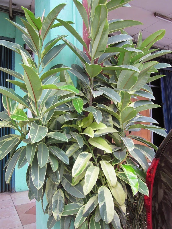 Pakar Tanaman Hias: Variegata