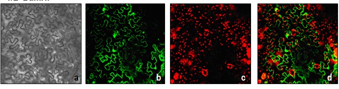 Los productos naturales ¡vaya timo!: Observando a los viroides desde ...