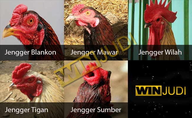 Jenis Jengger Terbaik Untuk Ayam Bangkok | Pokercok.com