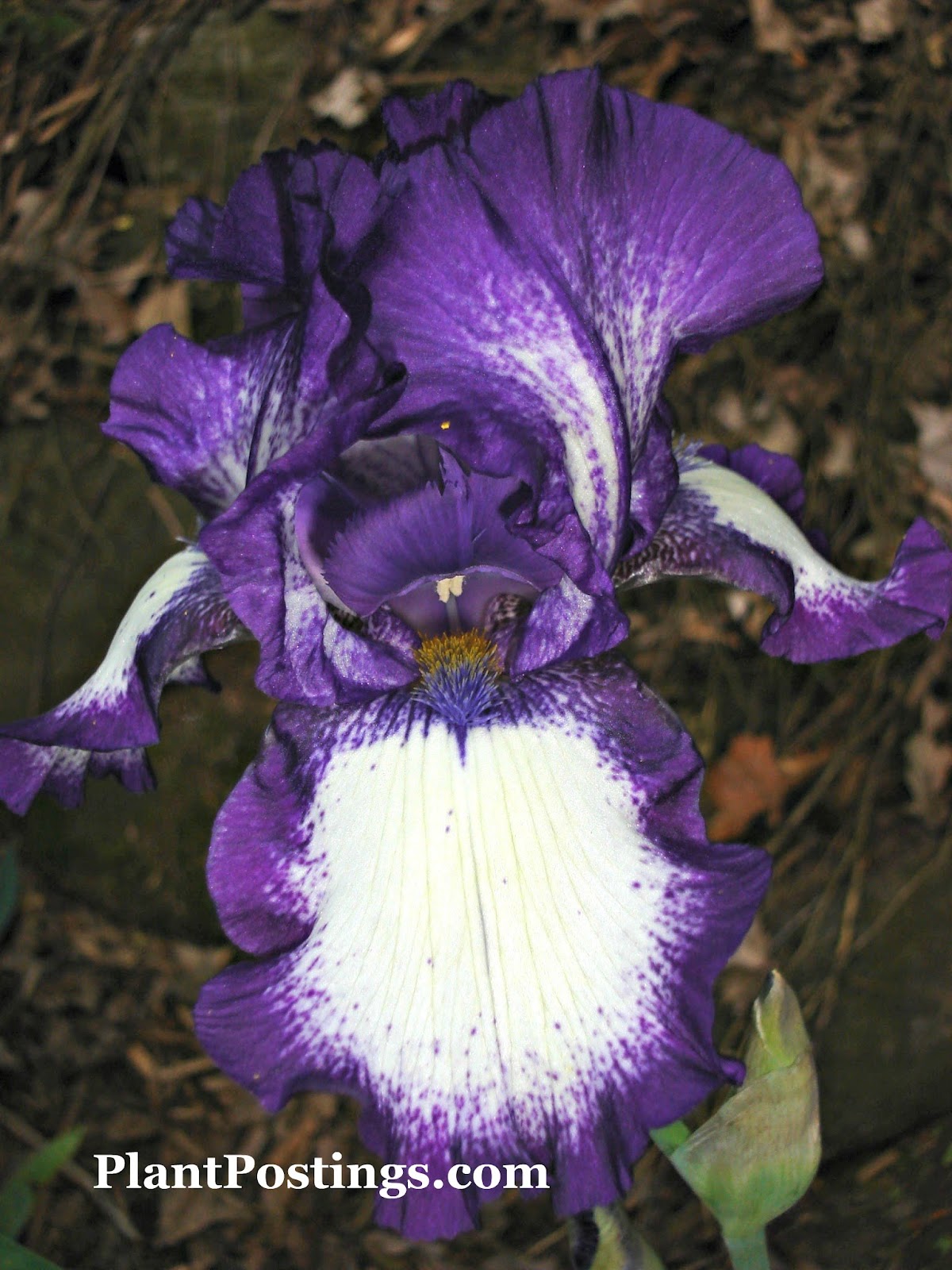 PlantPostings: Plant of the month: Tall Bearded Iris