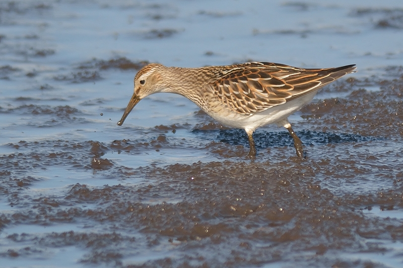 Outdoor Photography: Gestreepte Strandloper van de Groene Jonker