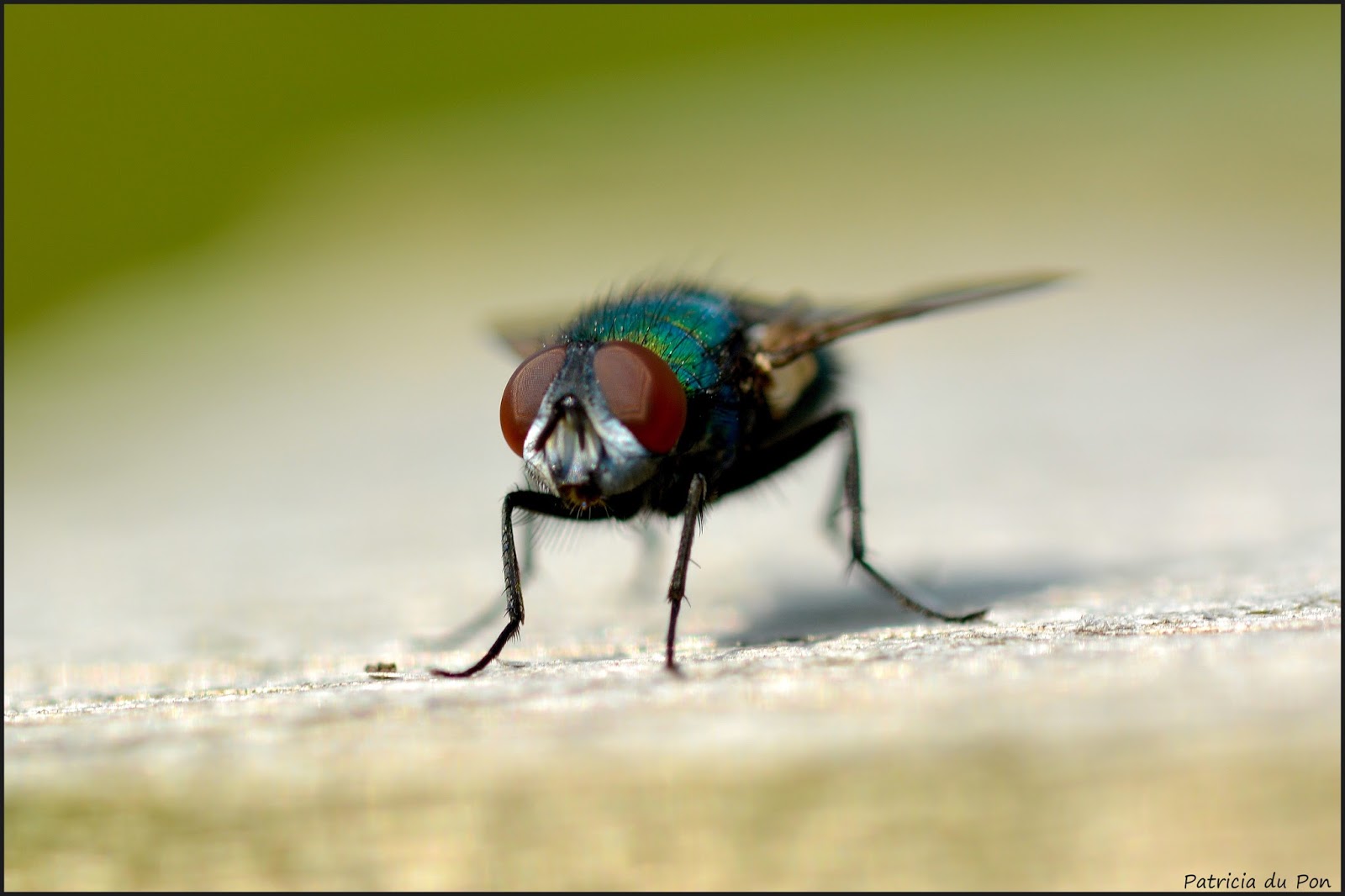 Patricia du Pon: Vliegbasis...