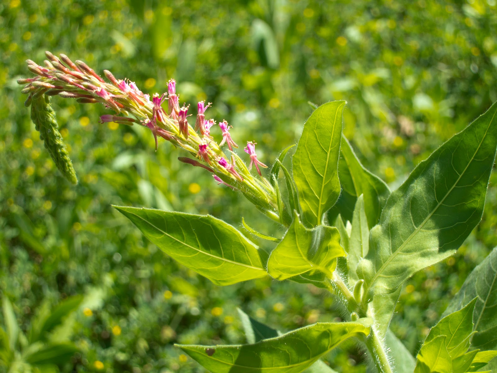 The Creek Journal: April 1--Recounting March's Explosion (Part II)