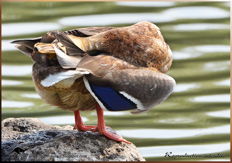 WILDLIFE GATEWAY: Canards colvert