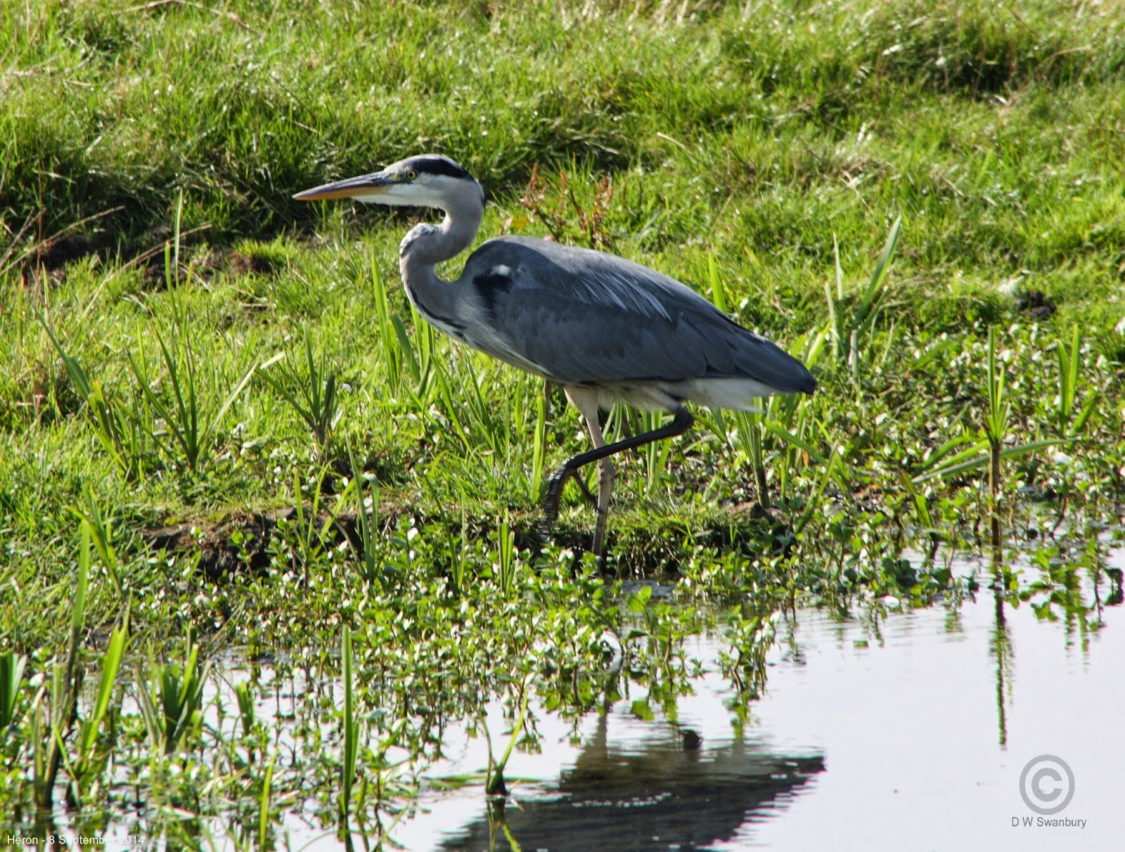 Colne Valley Beagles and other things of interest.: HOLIDAY SNAPS!