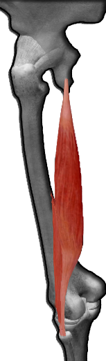 musculo bíceps femoral o crural