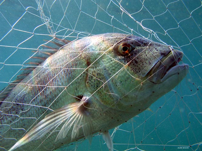 Morski: Njegovo veličanstvo Zubatac Krunaš