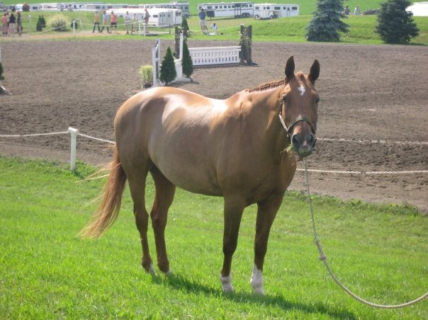 Horse Country Chic: Hunky and Spunky