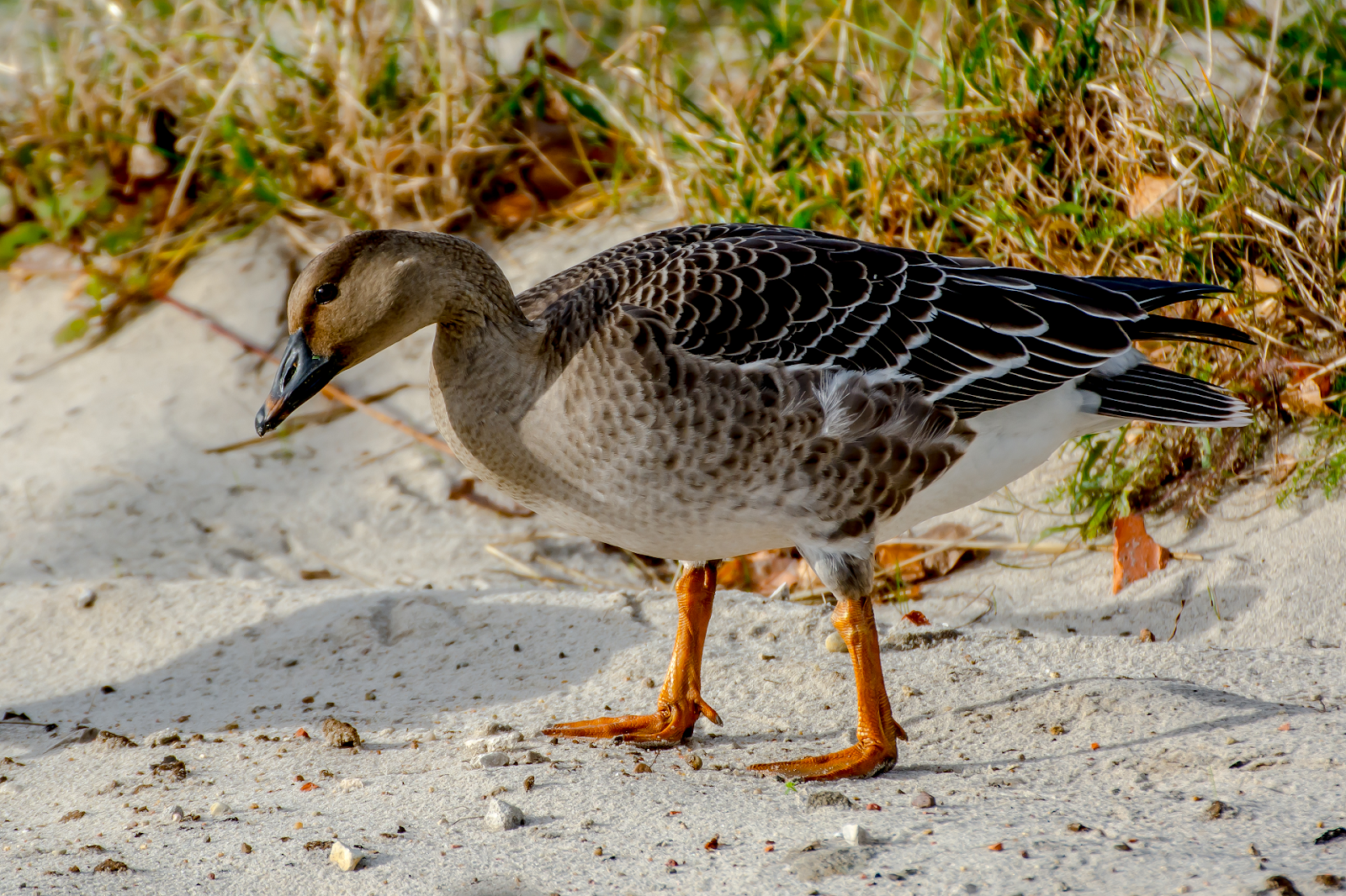Na przelotach ... cz. II, Gęś tundrowa (Anser fabalis rossicus)