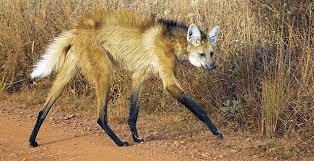 A DIVERSIDADE DO MUNDO ANIMAL: O LOBO GUARÁ