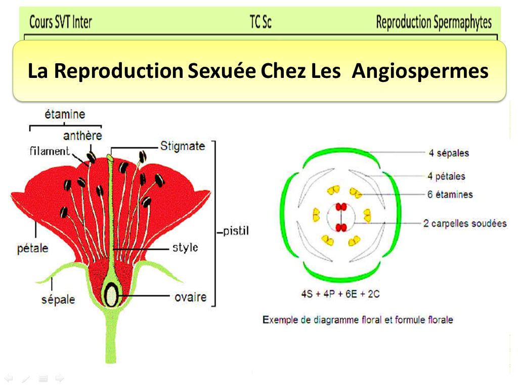 Bac inter SVT tronc S : La Reproduction Sexuée Chez Les Angiospermes - SVT+