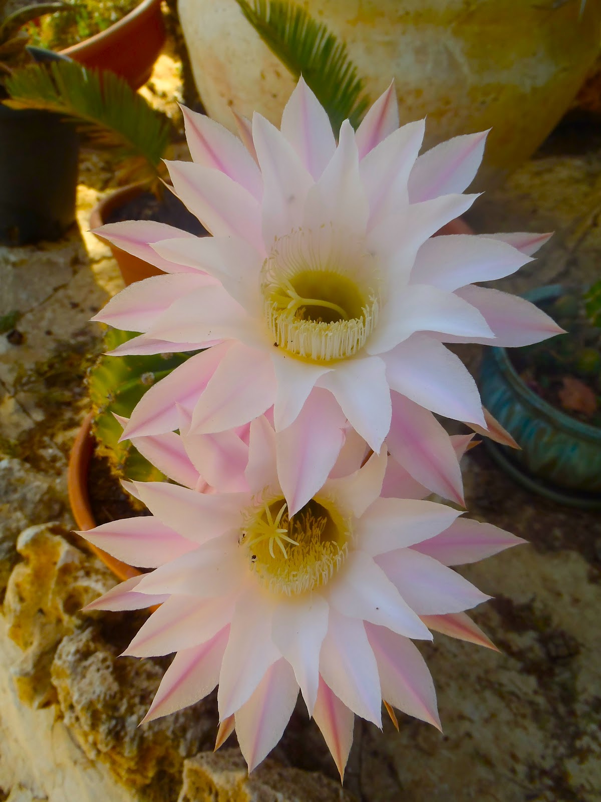 What Is The National Flower Of Palestine at Daryl Hudson blog