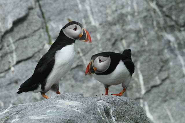 Tails of Birding: Puffin Couple Apology