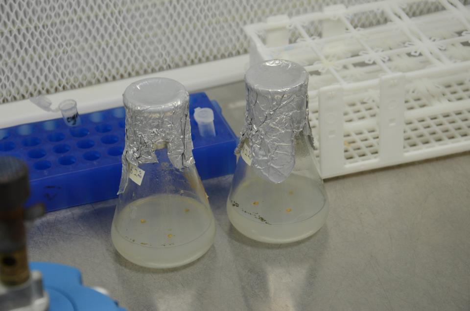 Plant Tissue Culture Diary: Seed culturing