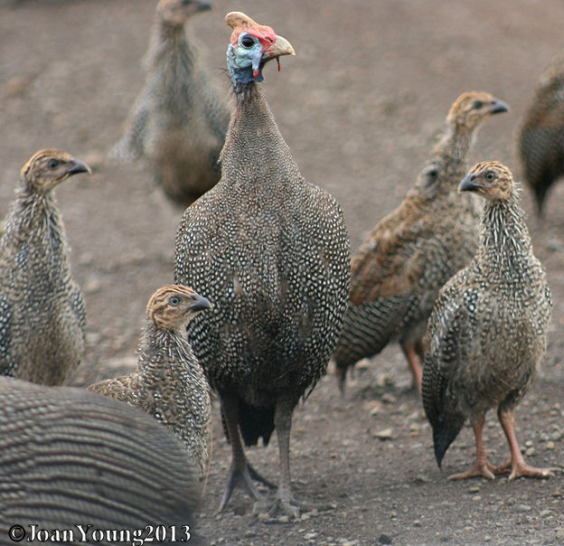 South African Photographs: Helmeted Guineafowl