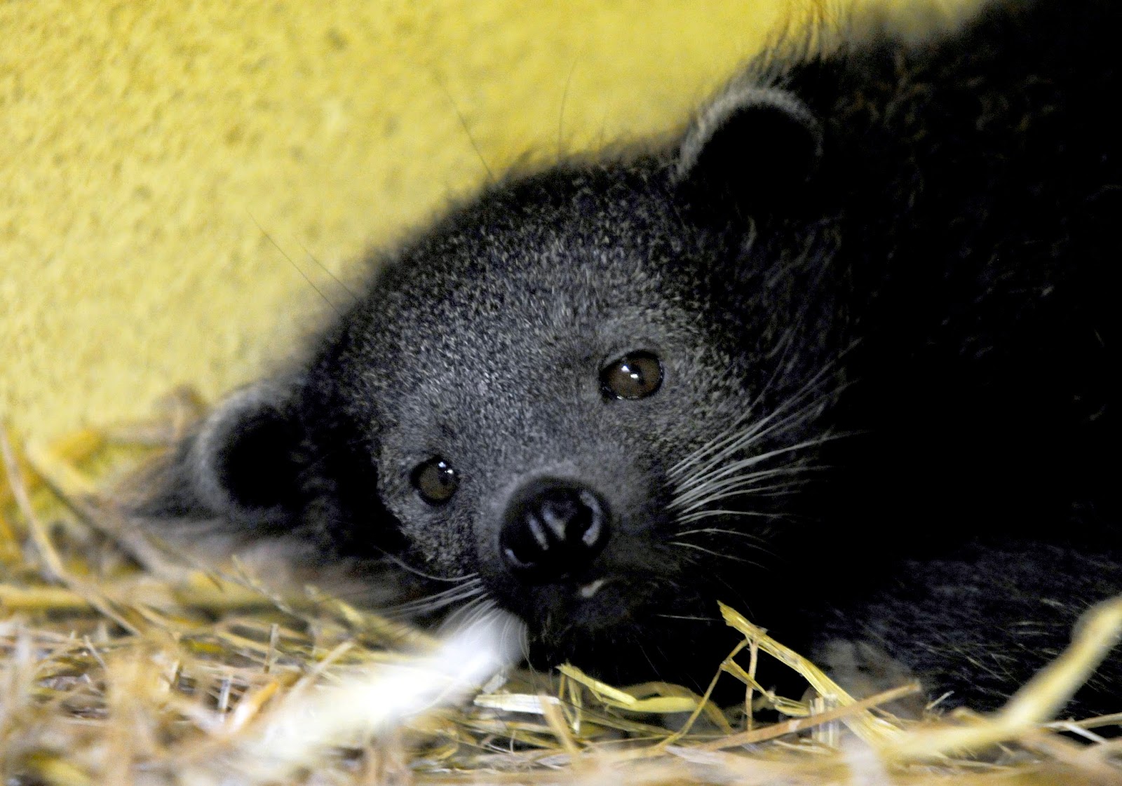 myrna ..: Binturong ...