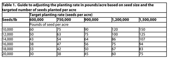 Seeding Rates in Wheat