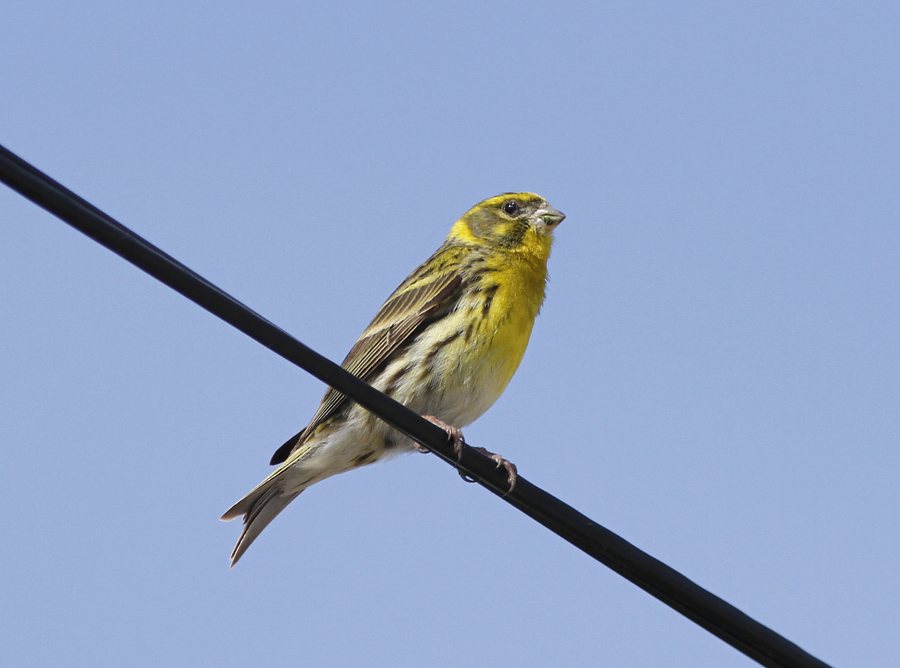 Joe's Birding Blog: 2016