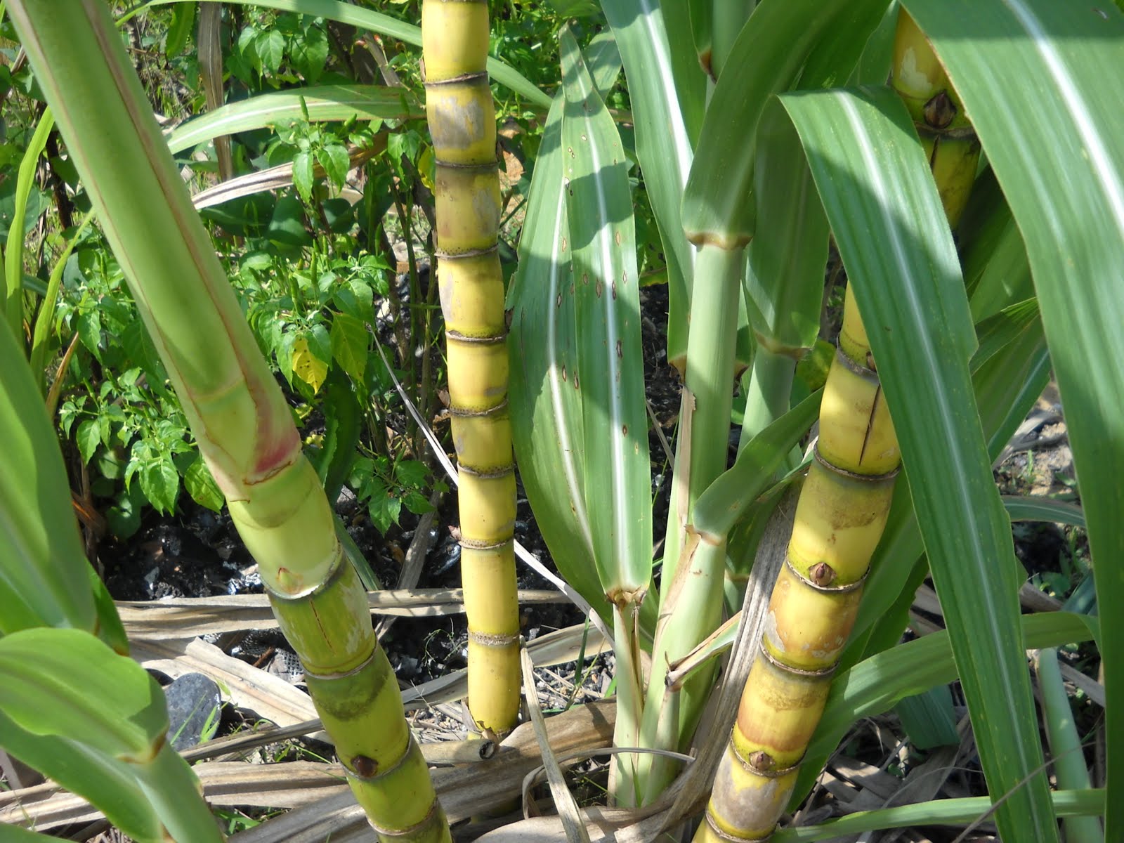KENALI POKOK SAYANGI POKOK: TEBU