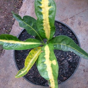 Tanaman Puring (Codiaeum variegatum) - Ganesha Flora Bali