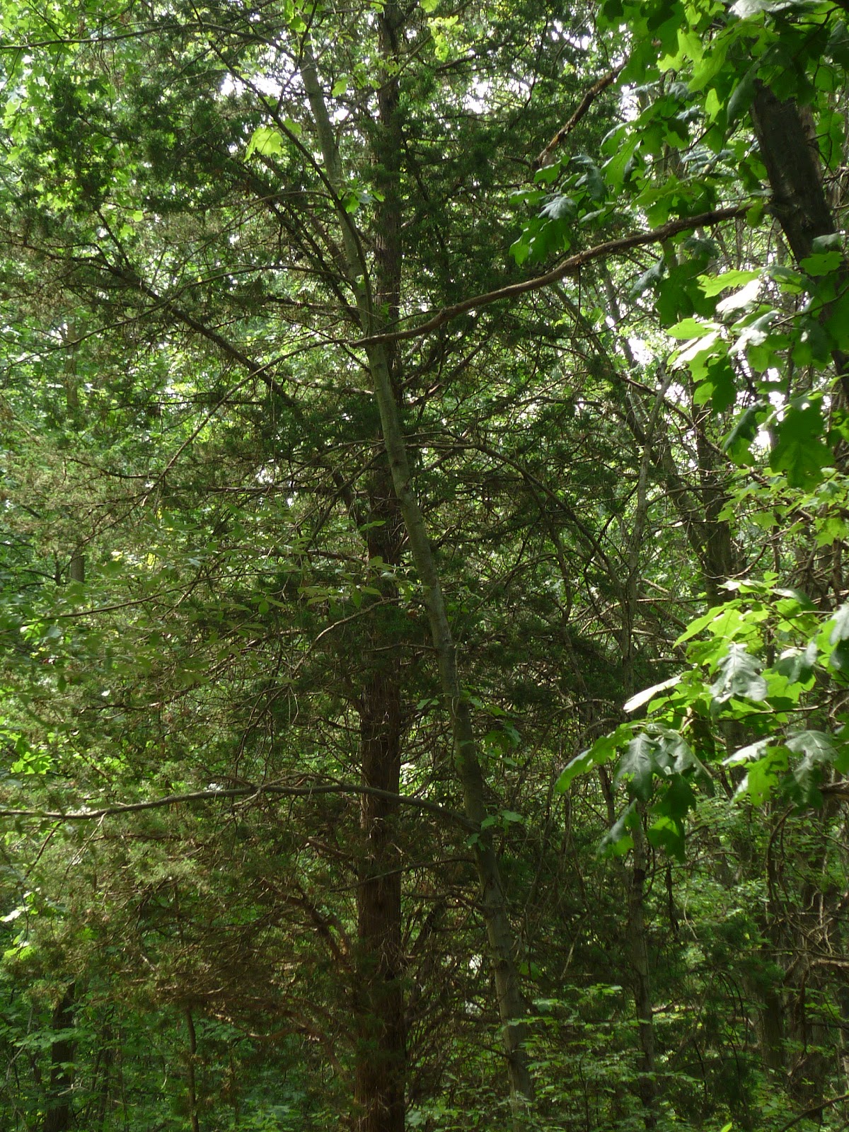 American voyages: The Eastern Forests and Plant Succession