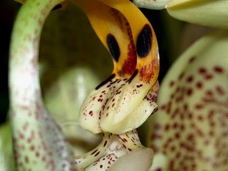 Stanhopea Culture: Stanhopea oculata 'Two Eyes'