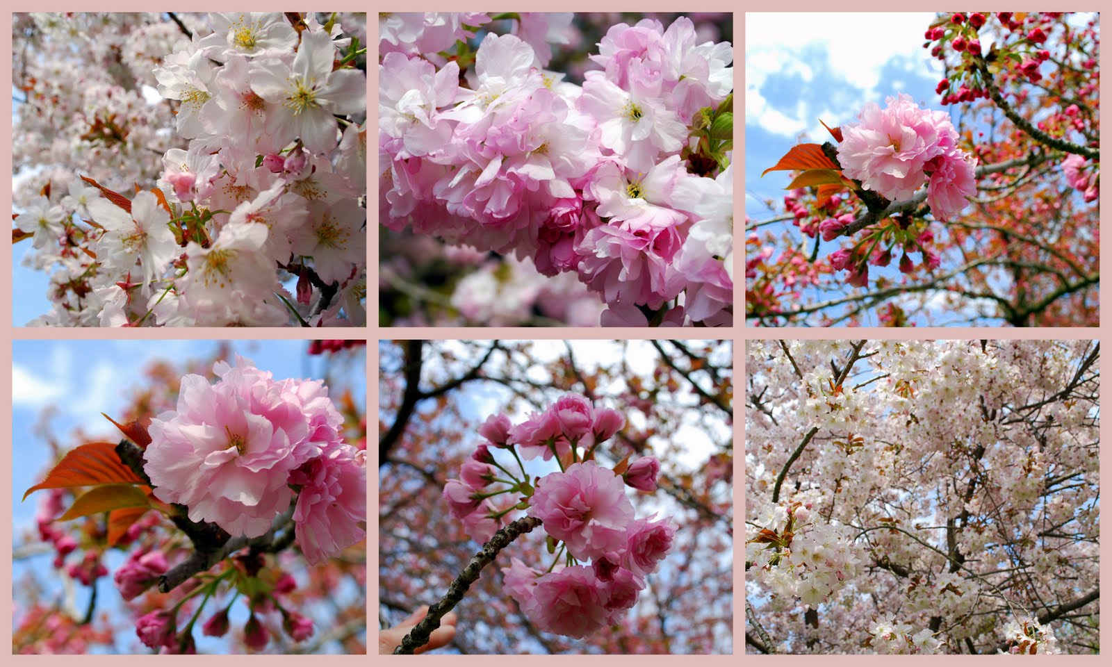 Mille Fiori Favoriti: Happy Third Birthday to Pink Saturday