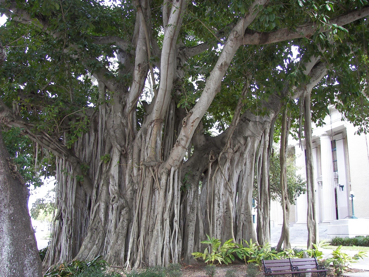 Report from the Florida Zone: The Banyan Tree