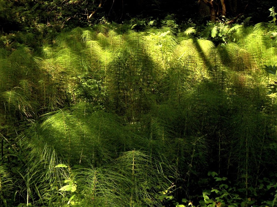 Trev Teasdel Photography: Classic Jurassic Wood