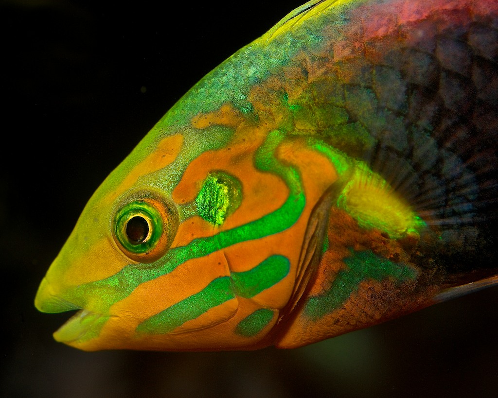 A Tale of Two Chemists: Wet and Windy