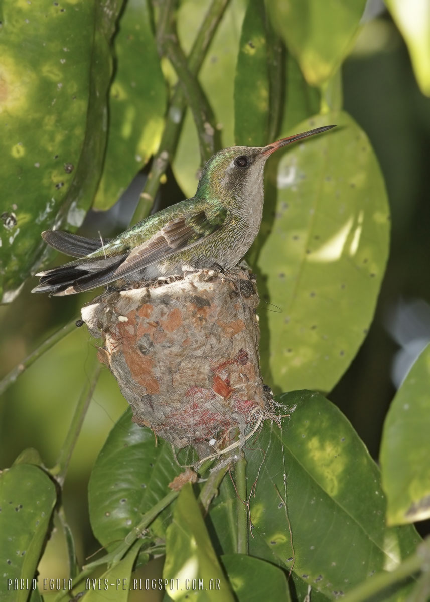 mis fotos de aves: Chlorostilbon lucidus Picaflor Verde Glittering ...