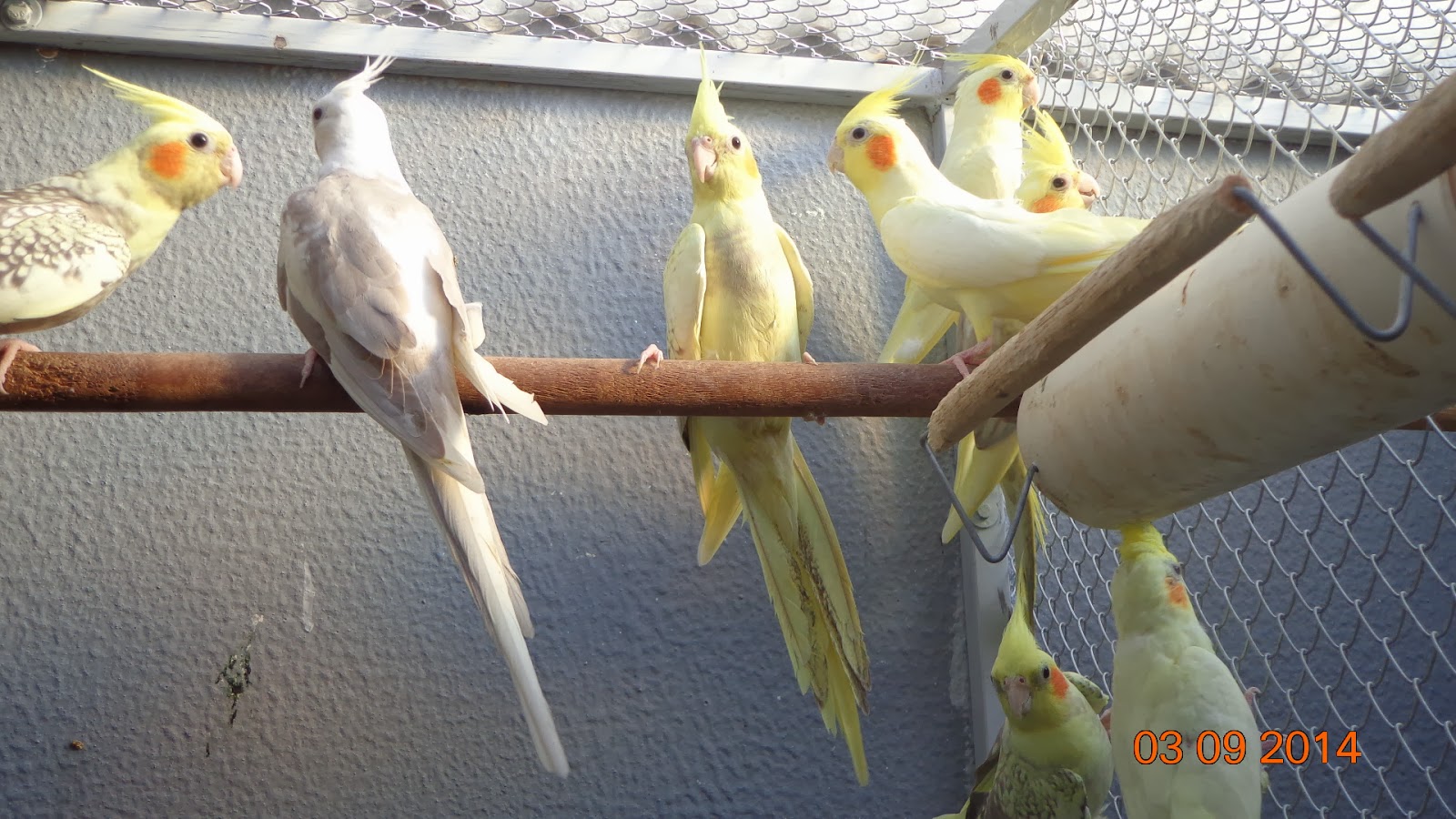 Criadouro Rondonópolis: Filhotes de Calopsitas de cores diversas