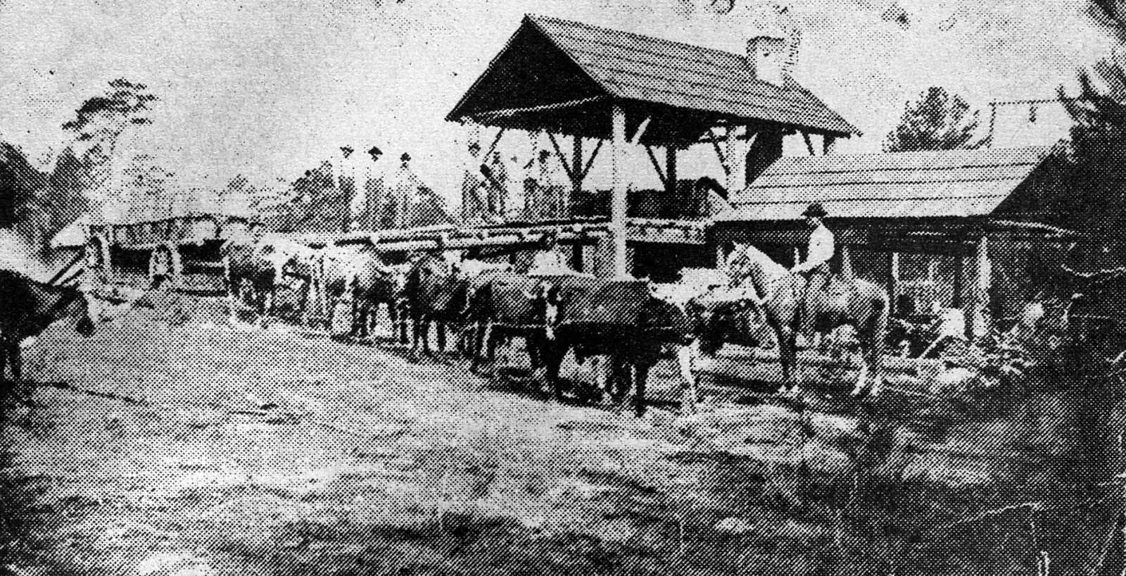Tammany Family: Turpentine Production