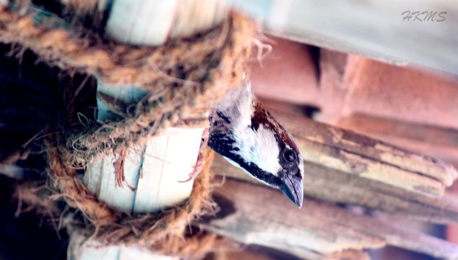 44. House Sparrow (ಗುಬ್ಬಚ್ಚಿ - Gubbachi)