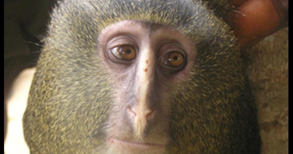 The Mathisen Corollary: The Lesula