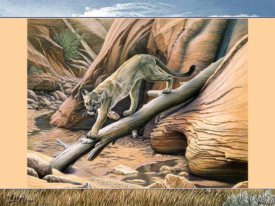 Soloillustratori: Paul Krapf