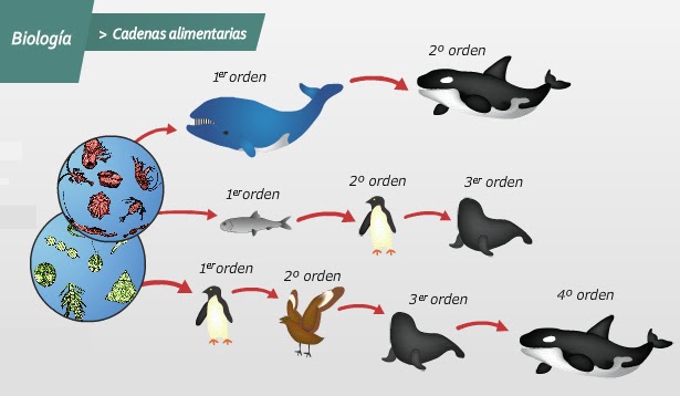 DESCUBRELACADENAALIMENTICIA : Cadena alimenticia
