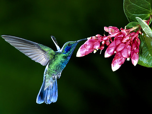 Bellas Aves de El Salvador: Colibri thalassinus (colibrí de oreja violeta)
