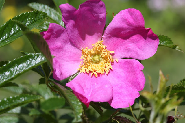 VÅRLI : Corylus - en sjelden rose i norske hager