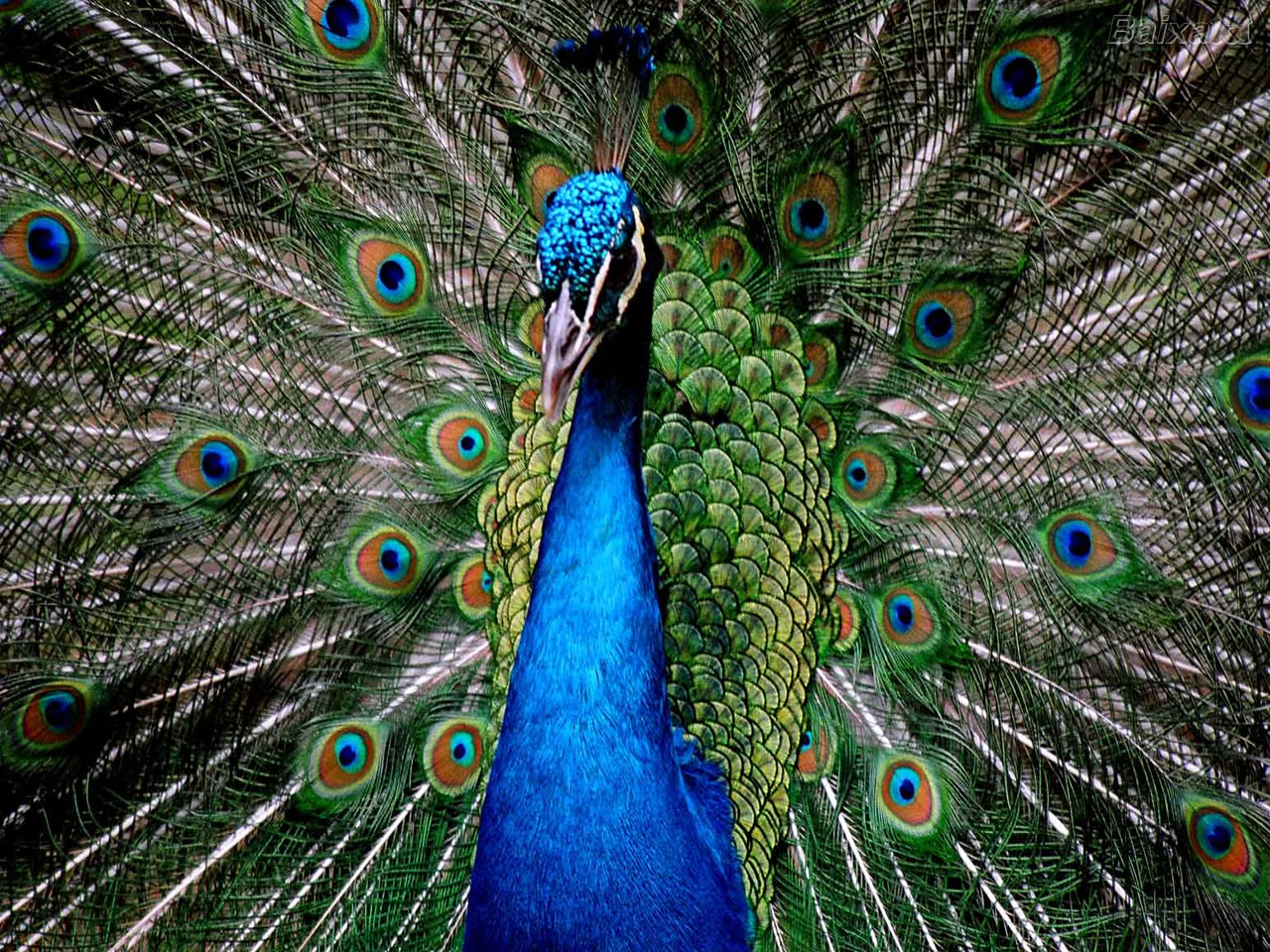 BLOG DO GOLP: O PAVÃO