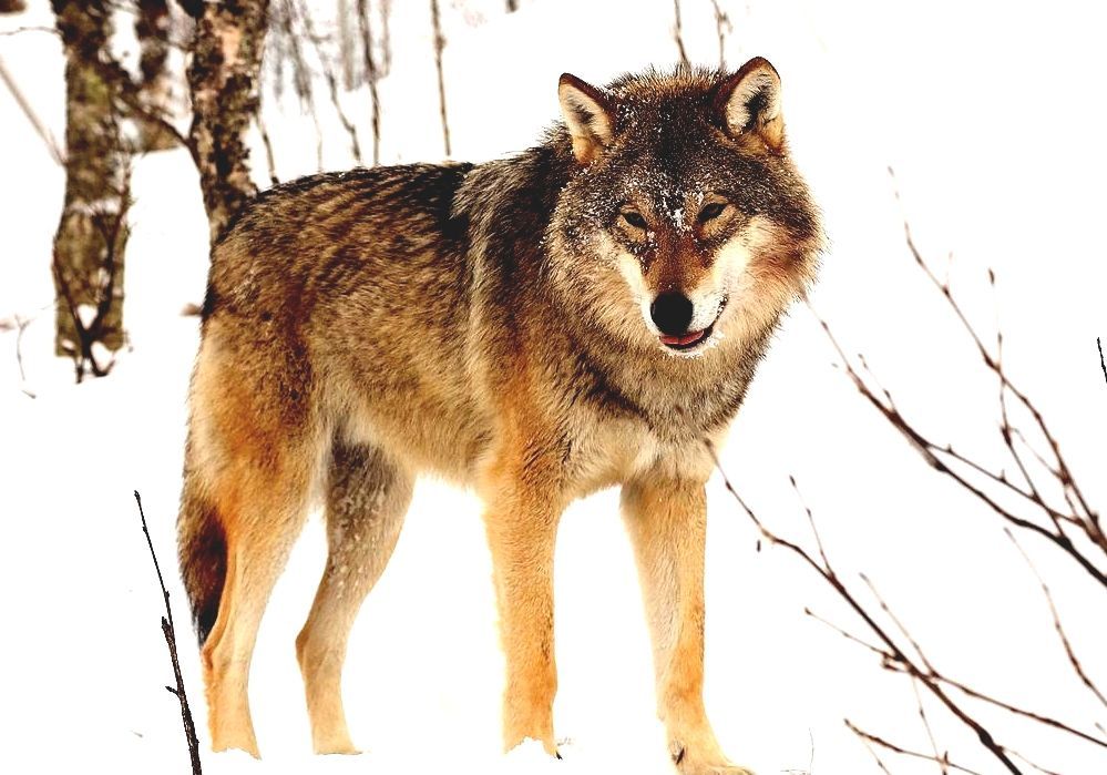 Eurasian Wolf - Wolves In The Forest